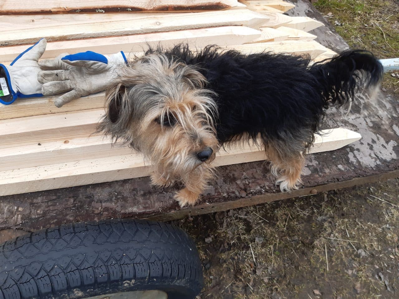 Löytöeläinkoti Etelä-Karjala | Tassutarha Lemi